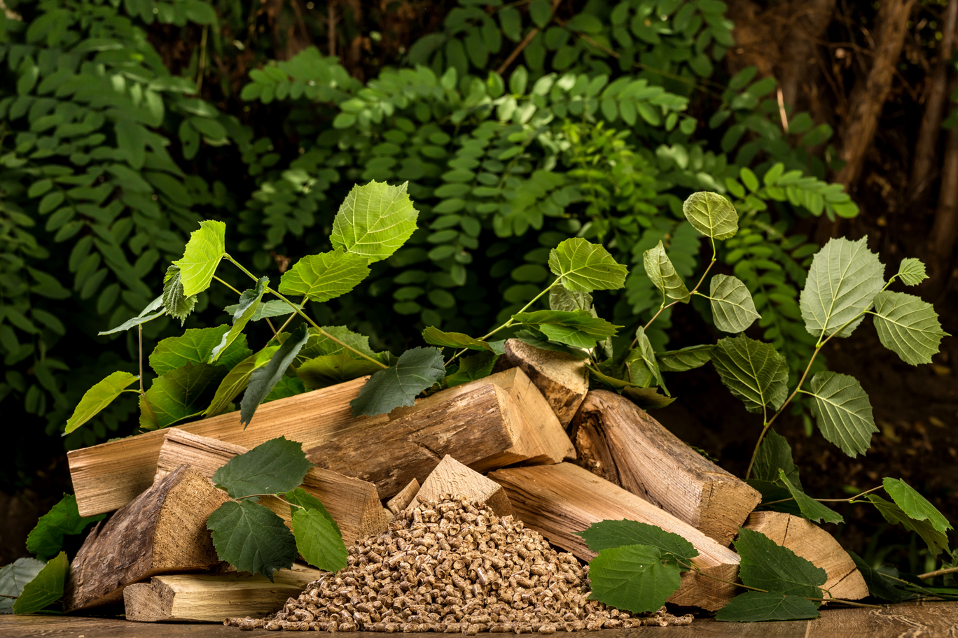 The new forest biomass sustainability criteria – better than expected ...